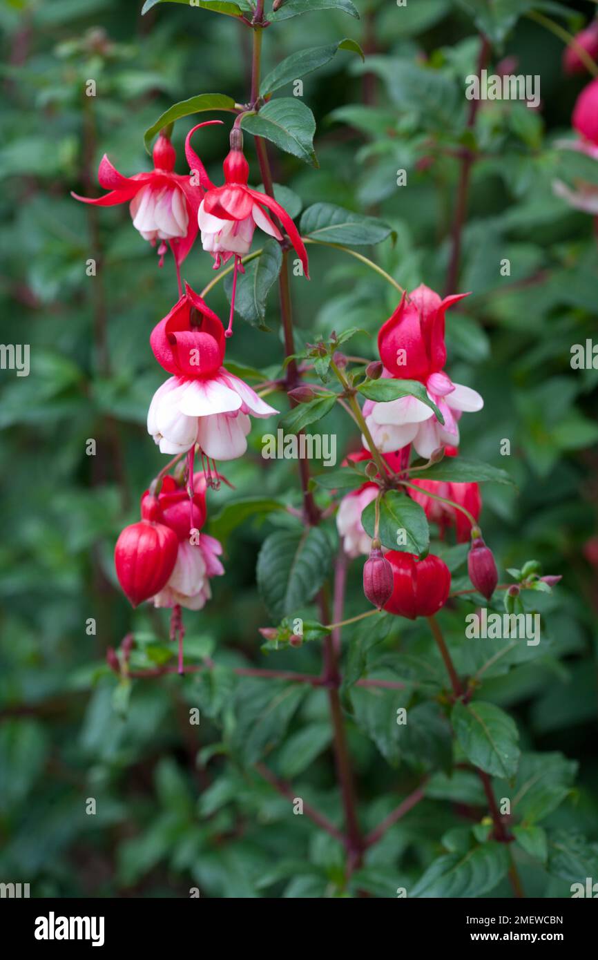 Botanical prosperity hi-res stock photography and images - Alamy