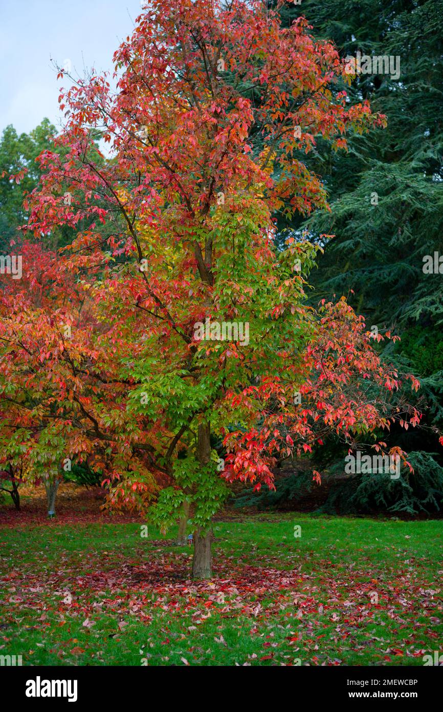 Triflorum hi-res stock photography and images - Alamy