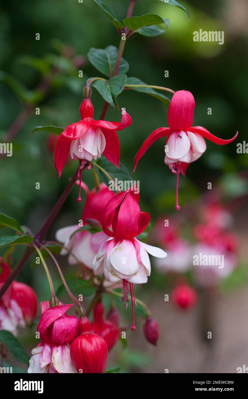 Since colour fuchsia hi-res stock photography and images - Alamy