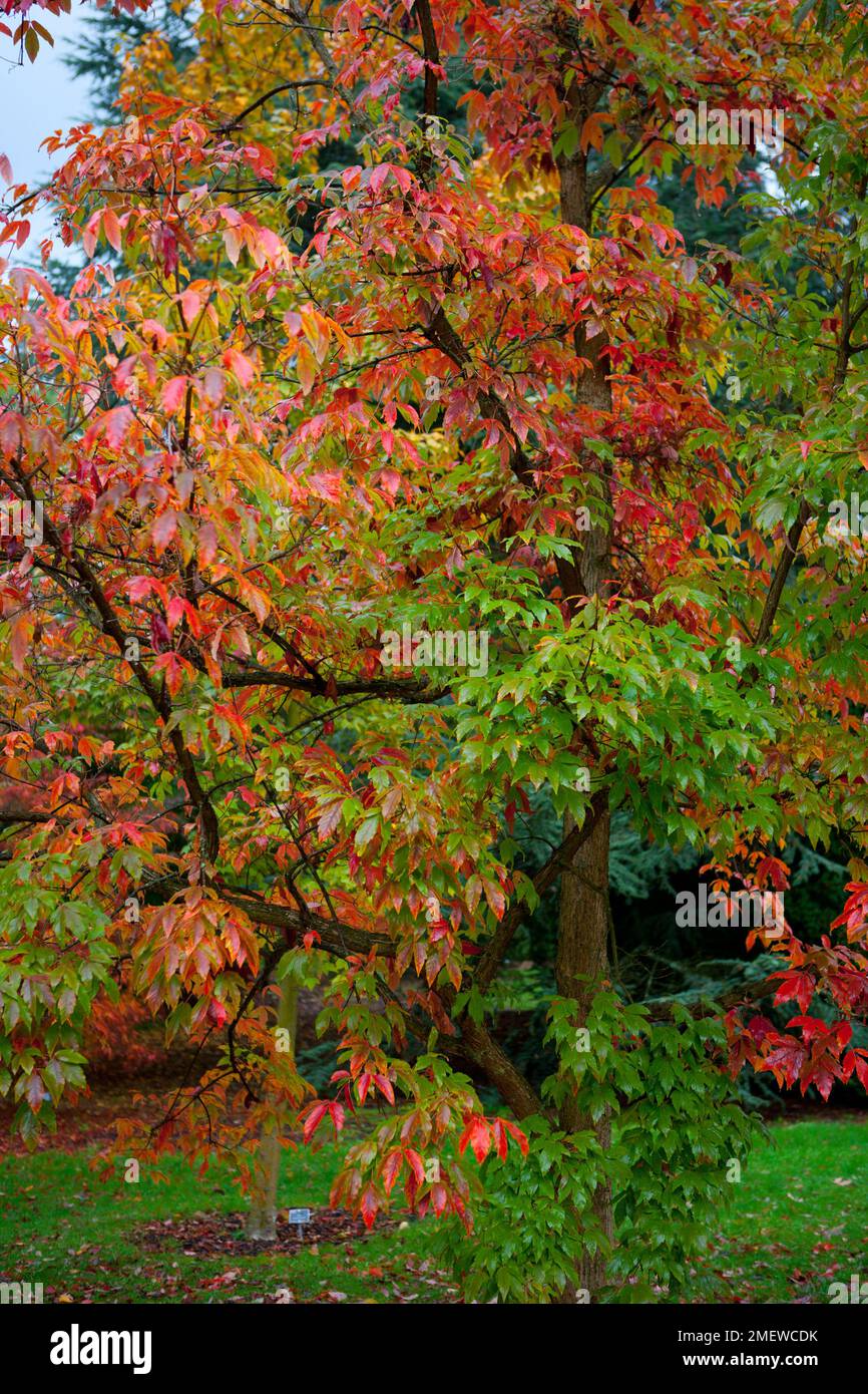 Triflorum hi-res stock photography and images - Alamy