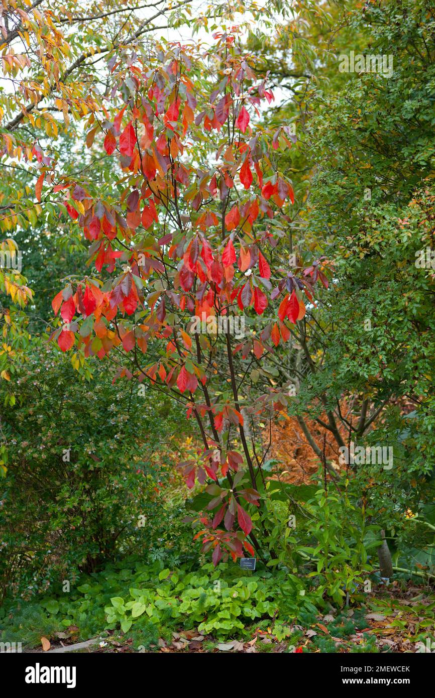 Franklinia alatamaha hi-res stock photography and images - Alamy