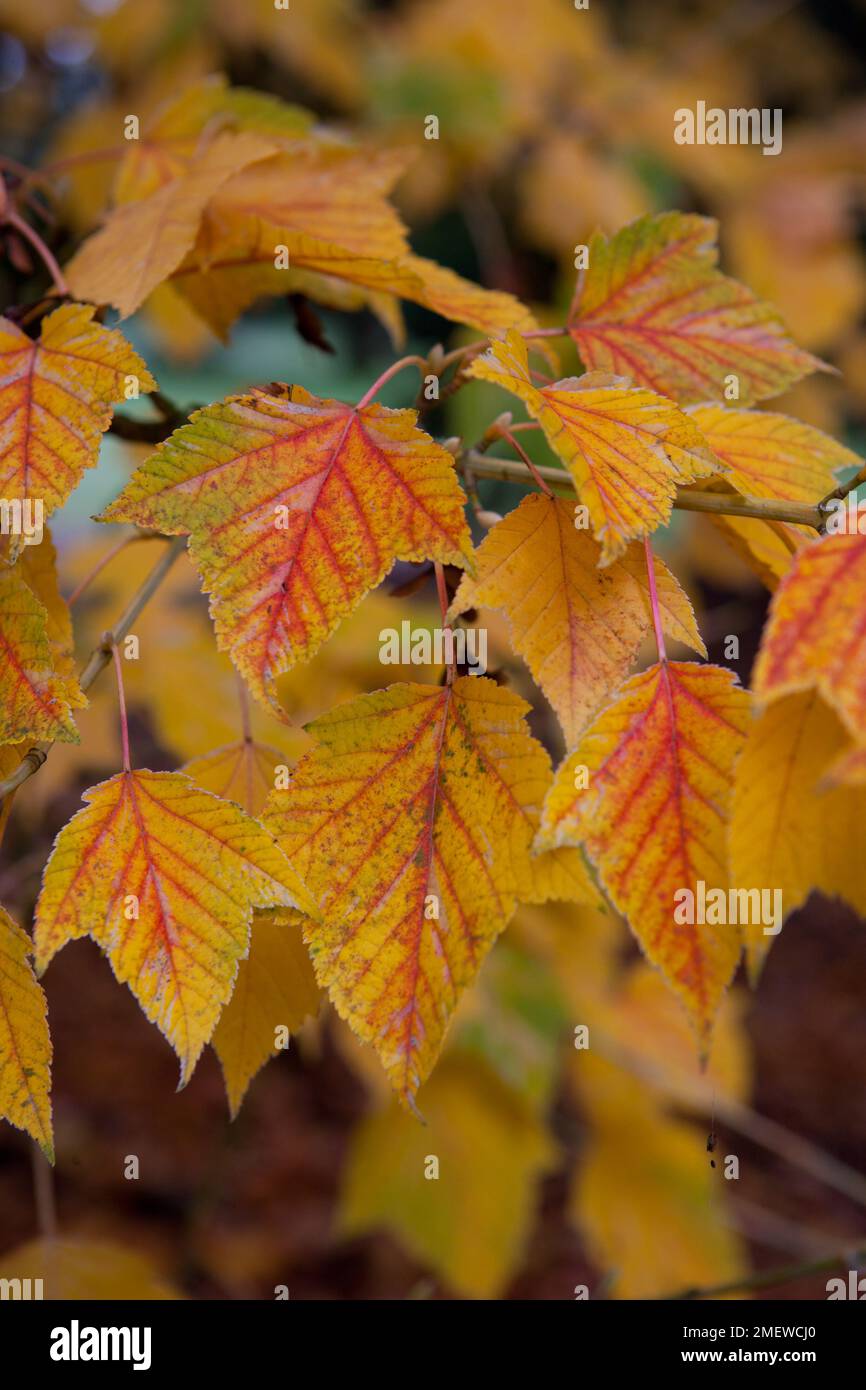 Acer rufinerve albolimbatum hi-res stock photography and images - Alamy