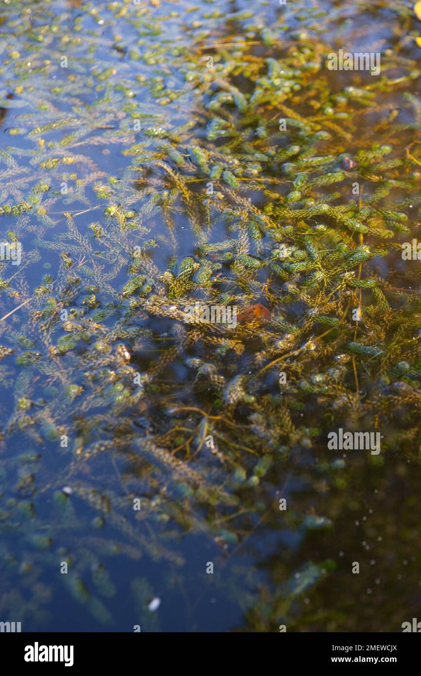 Elodea canadensis hi-res stock photography and images - Alamy