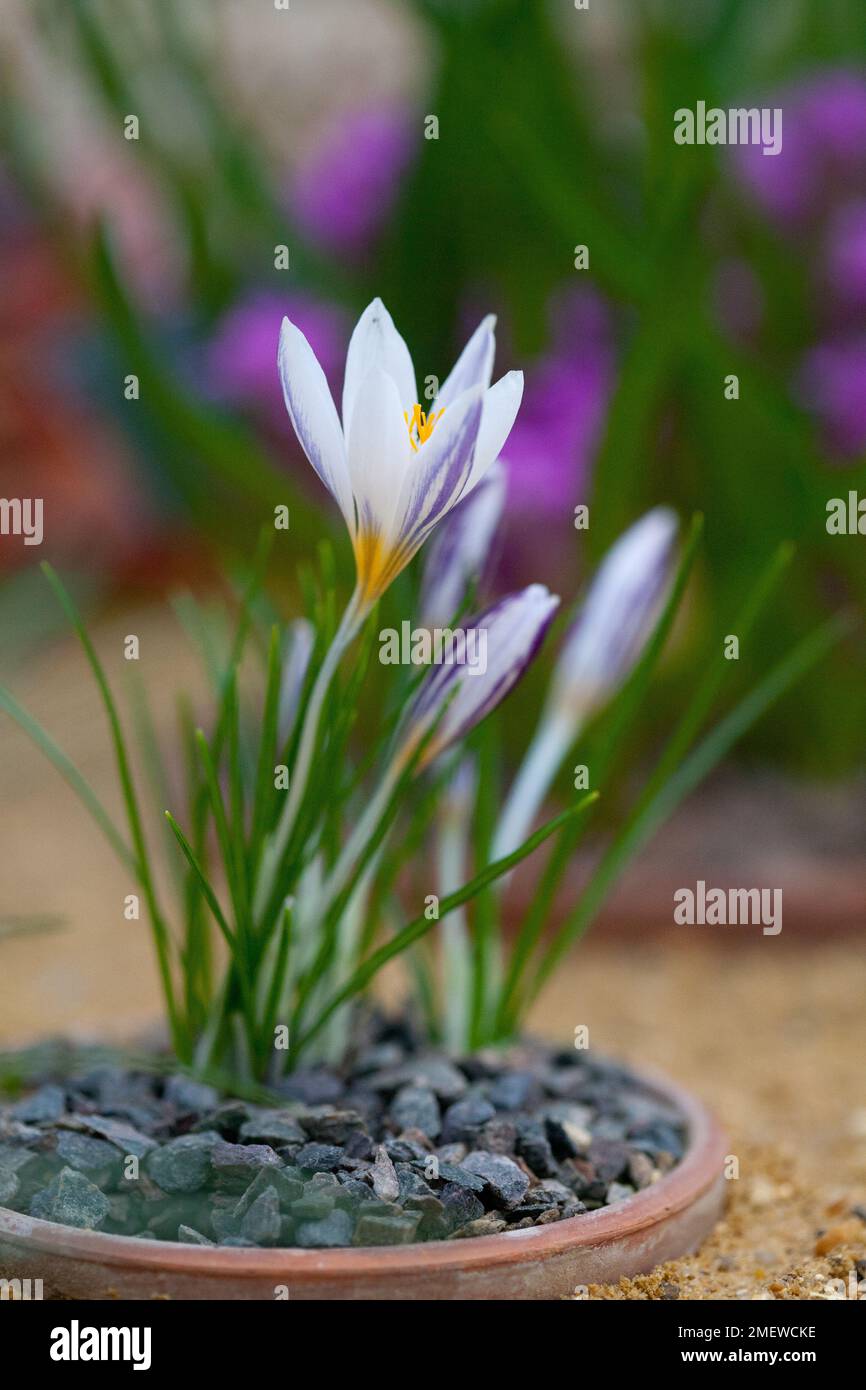 Crocus crocus laevigatus hi-res stock photography and images - Alamy