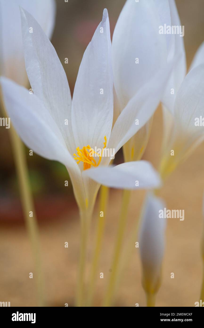 Albus crocus hi-res stock photography and images - Alamy