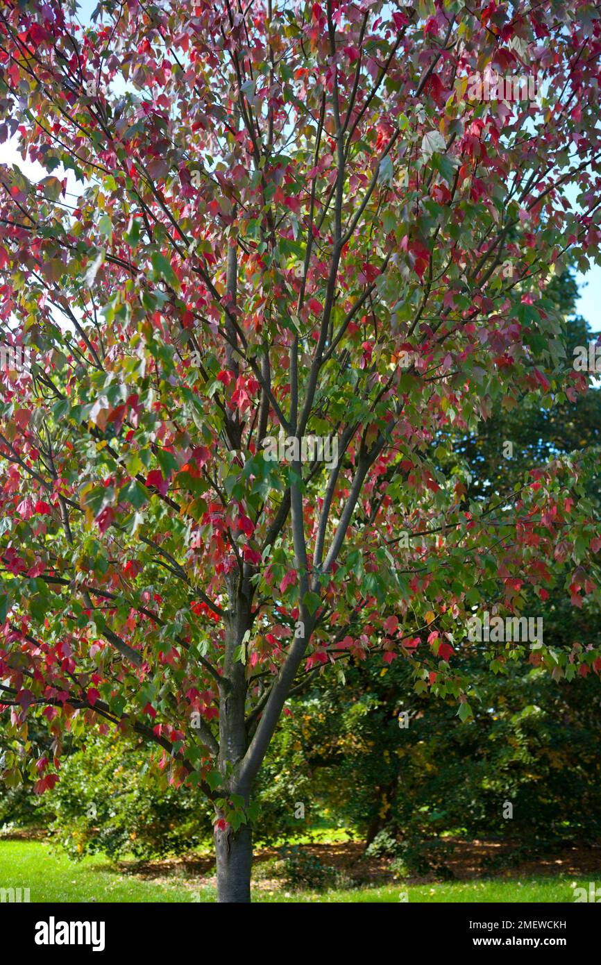 Acer rubrum Red Sunset 'Franksred' Stock Photo - Alamy