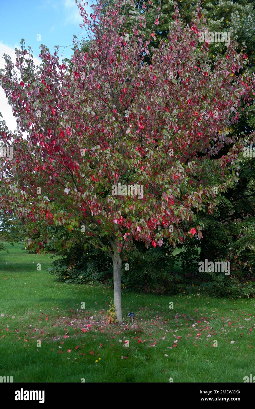 Acer rubrum Red Sunset 'Franksred' Stock Photo - Alamy