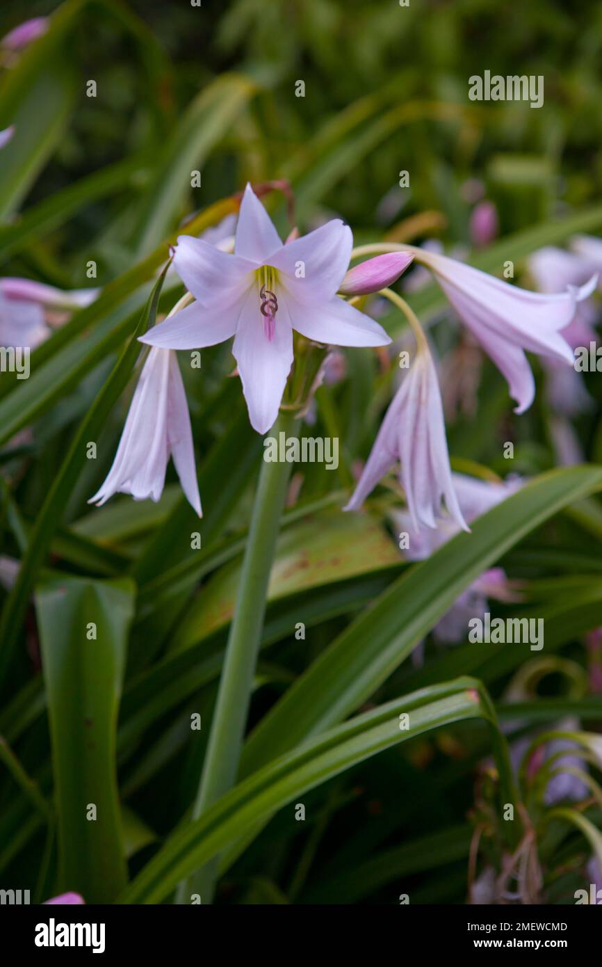 Crinum x powellii 'Album' Stock Photo - Alamy