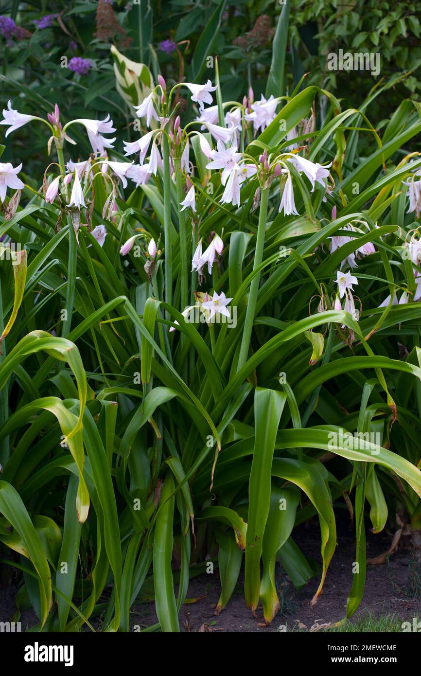 Crinum x powellii 'Album' Stock Photo - Alamy