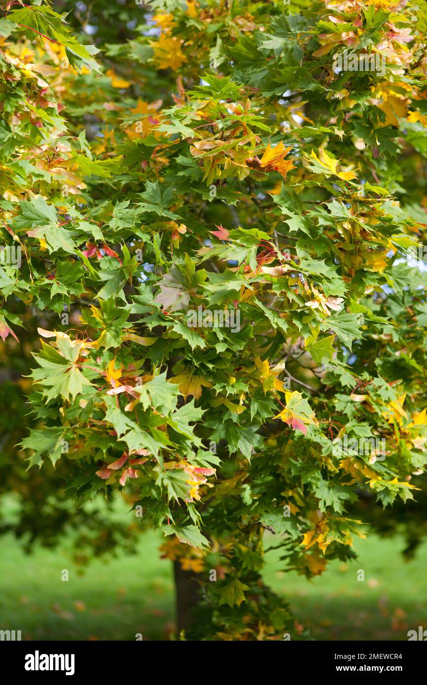 Acer platanoides 'Palmatifidum' Stock Photo - Alamy