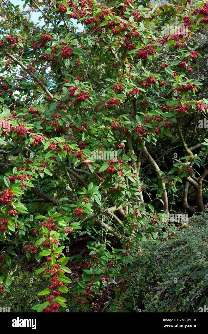 Cotoneaster frigidus 'Saint Monica' Stock Photo - Alamy