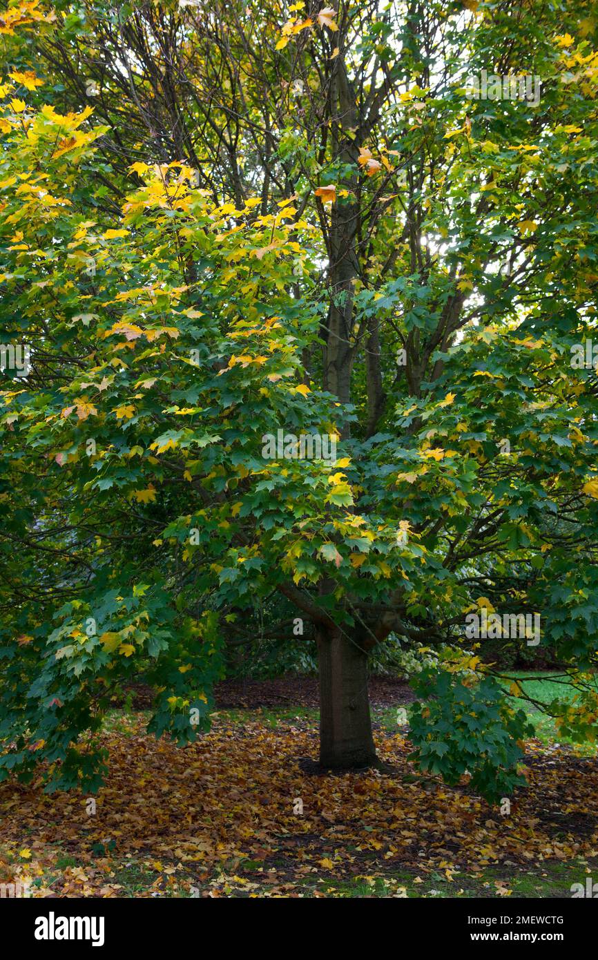 Acer platanoides 'Olmsted' Stock Photo - Alamy