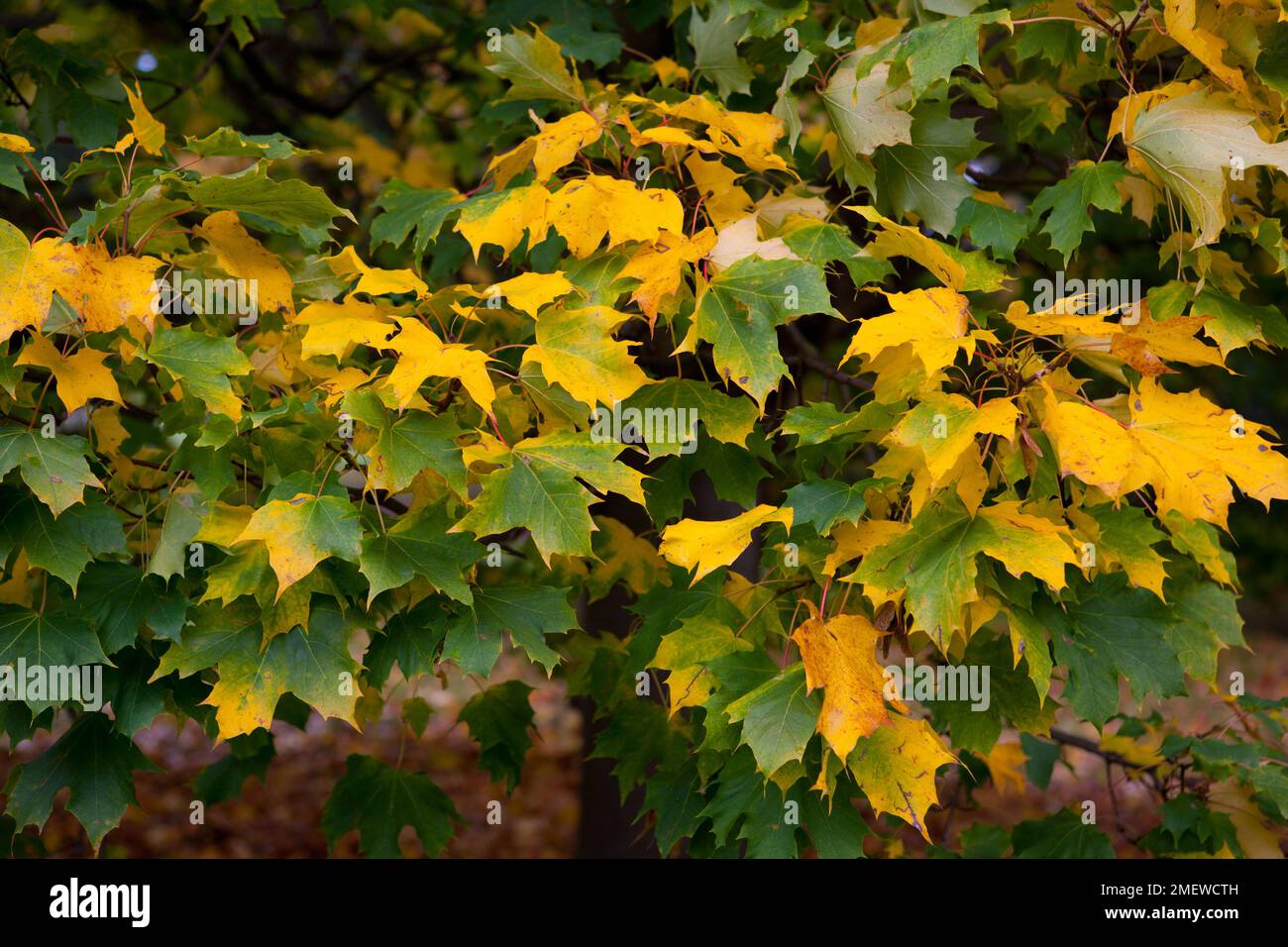 Acer platanoides 'Olmsted' Stock Photo - Alamy