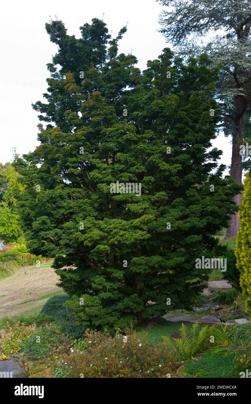 Acer palmatum 'Shishi-gashira' Stock Photo - Alamy