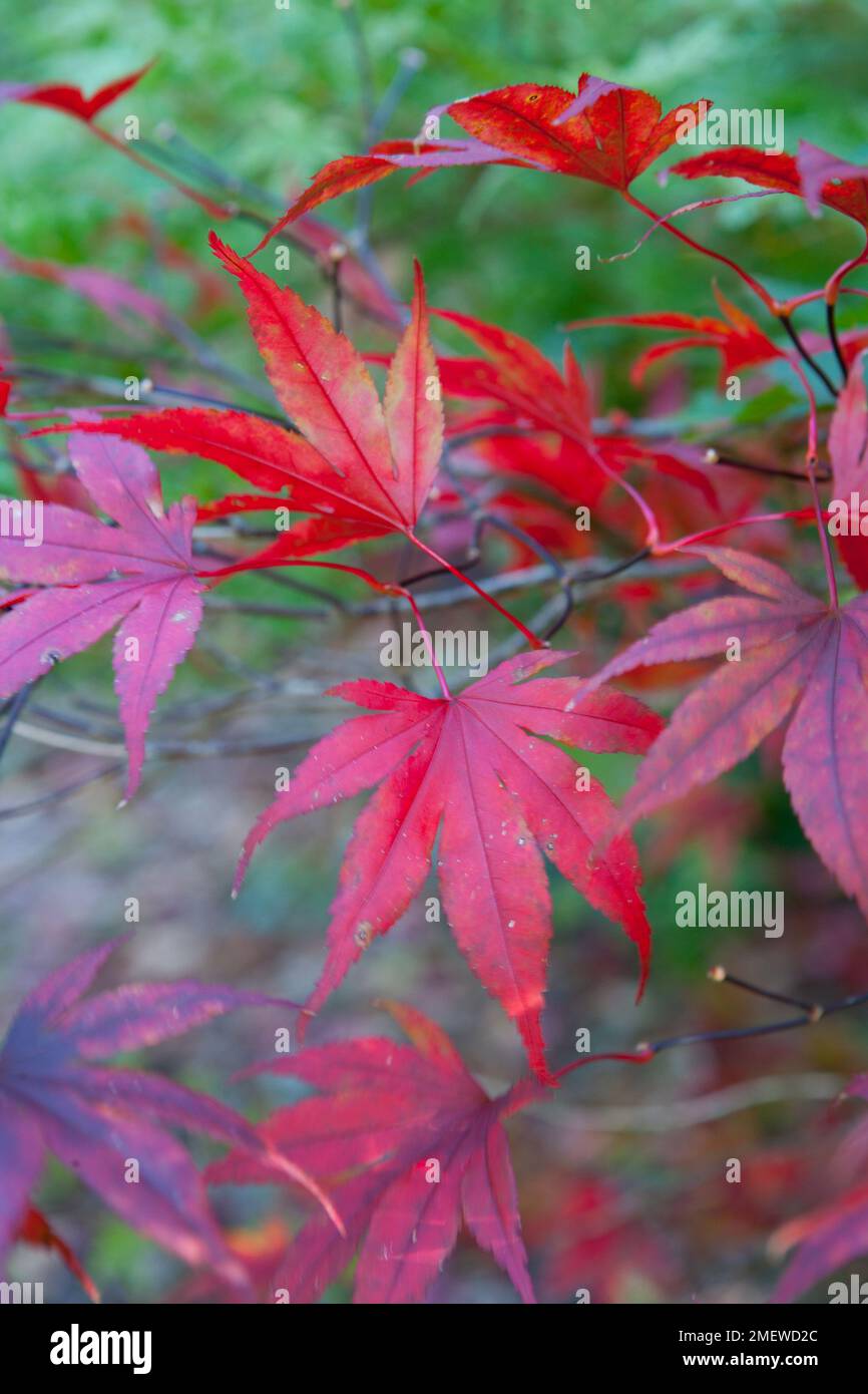 Acer palmatum 'Osakazuki' Stock Photo - Alamy