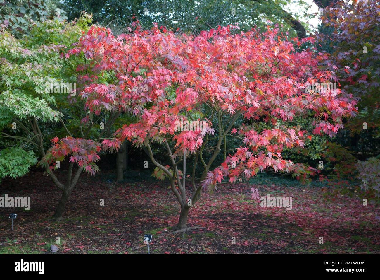 Acer palmatum 'Dormansland' Stock Photo - Alamy