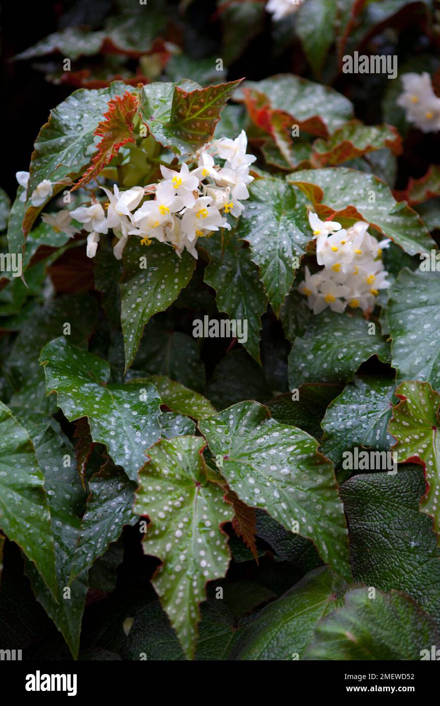 Begonia 'White Freckles' Stock Photo - Alamy