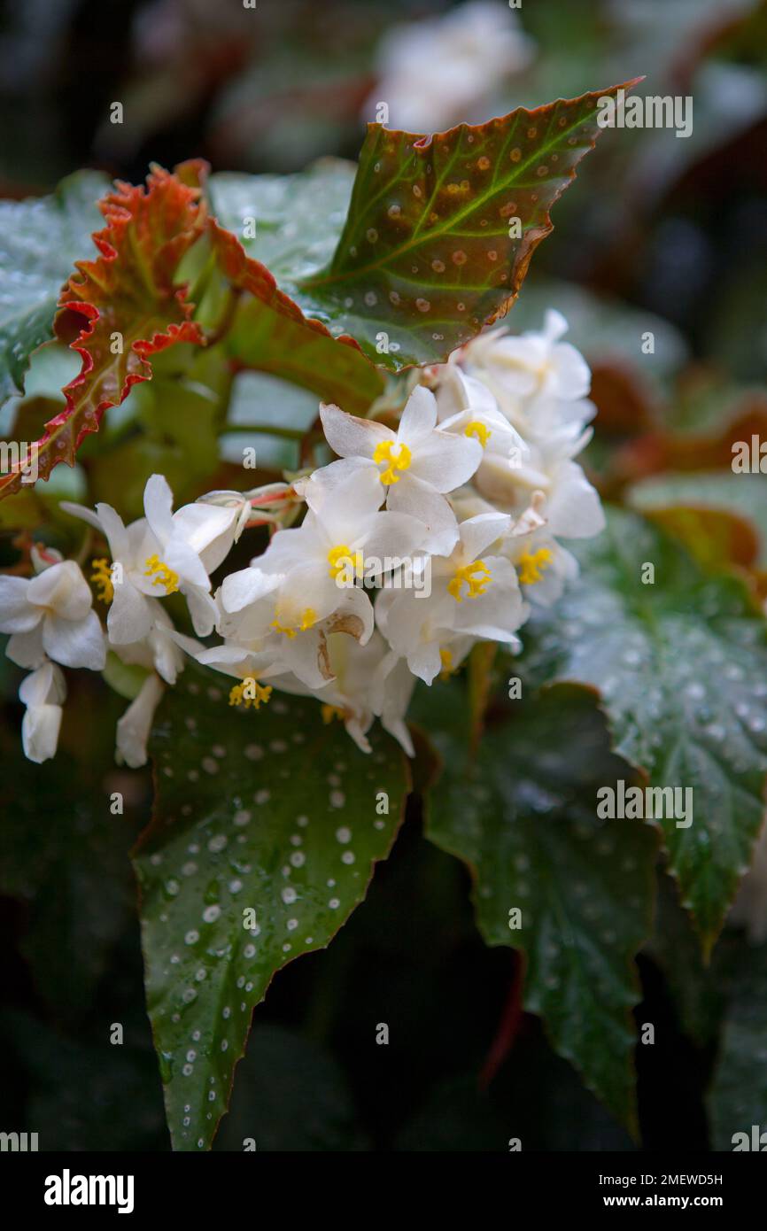 Begonia 'White Freckles' Stock Photo - Alamy