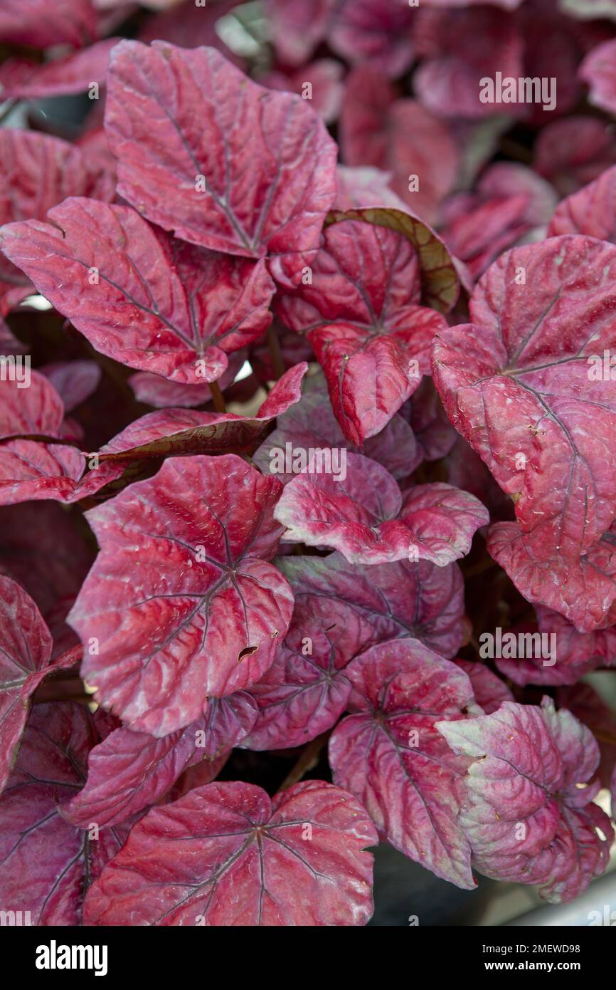 Begonia 'Inca Fire' Stock Photo - Alamy