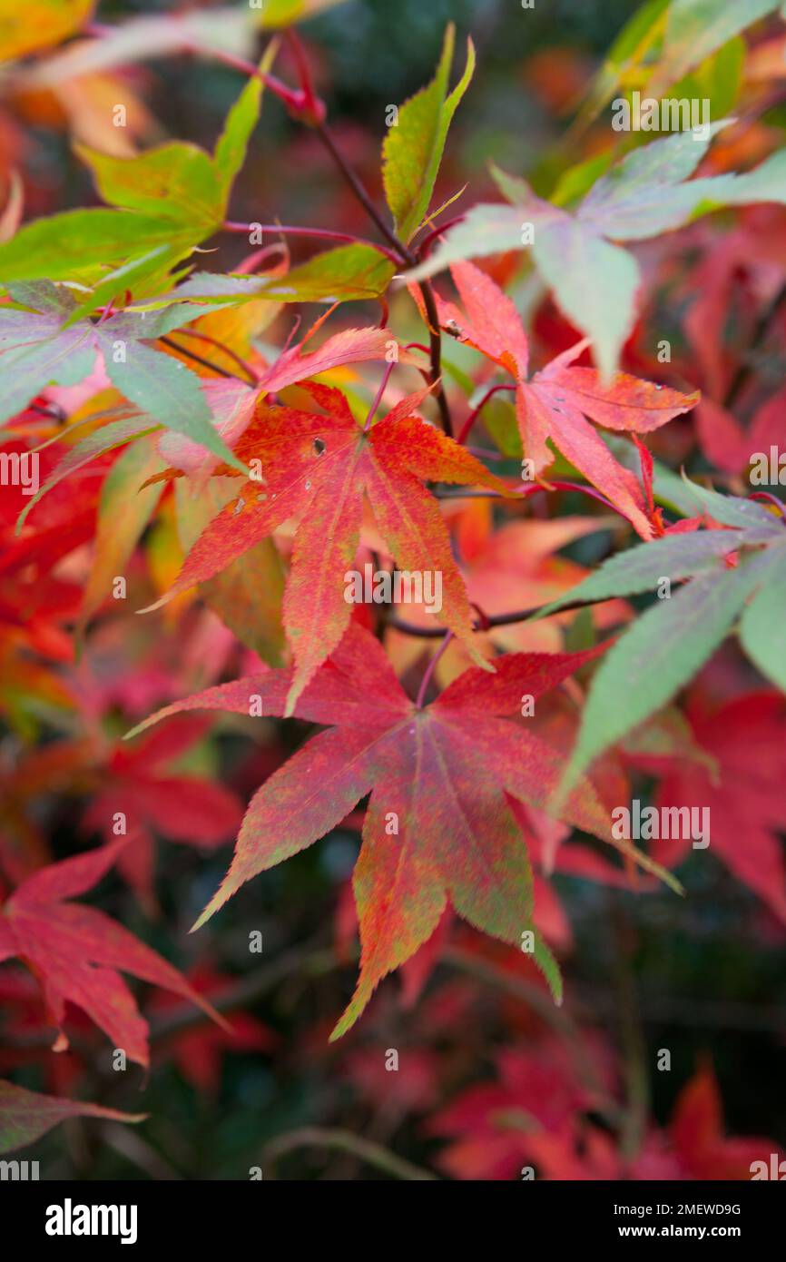 Acer palmatum var. dissectum 'Inaba-shidare' Stock Photo - Alamy