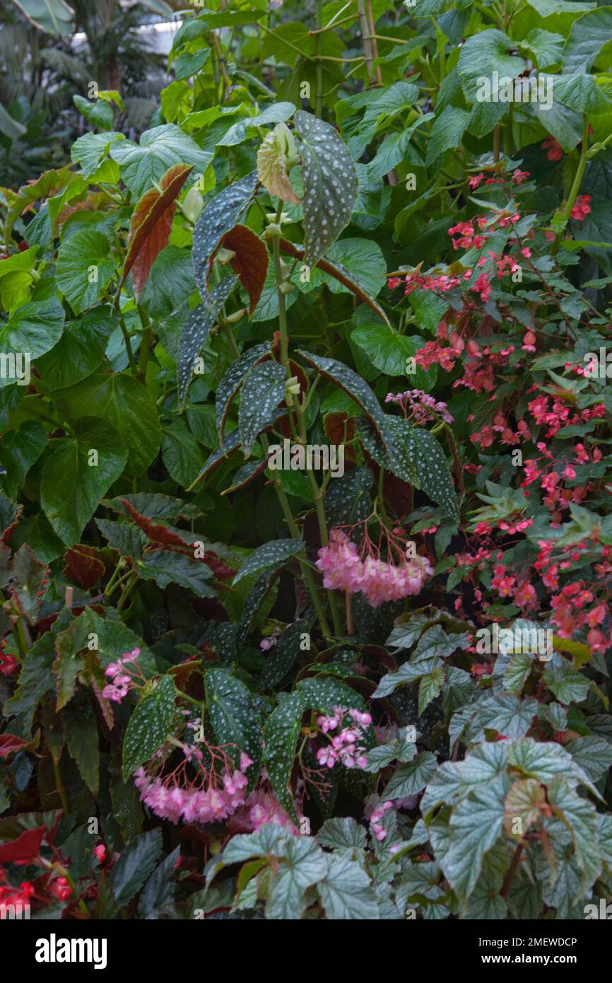 Begonia 'Barbara Parker' Stock Photo - Alamy