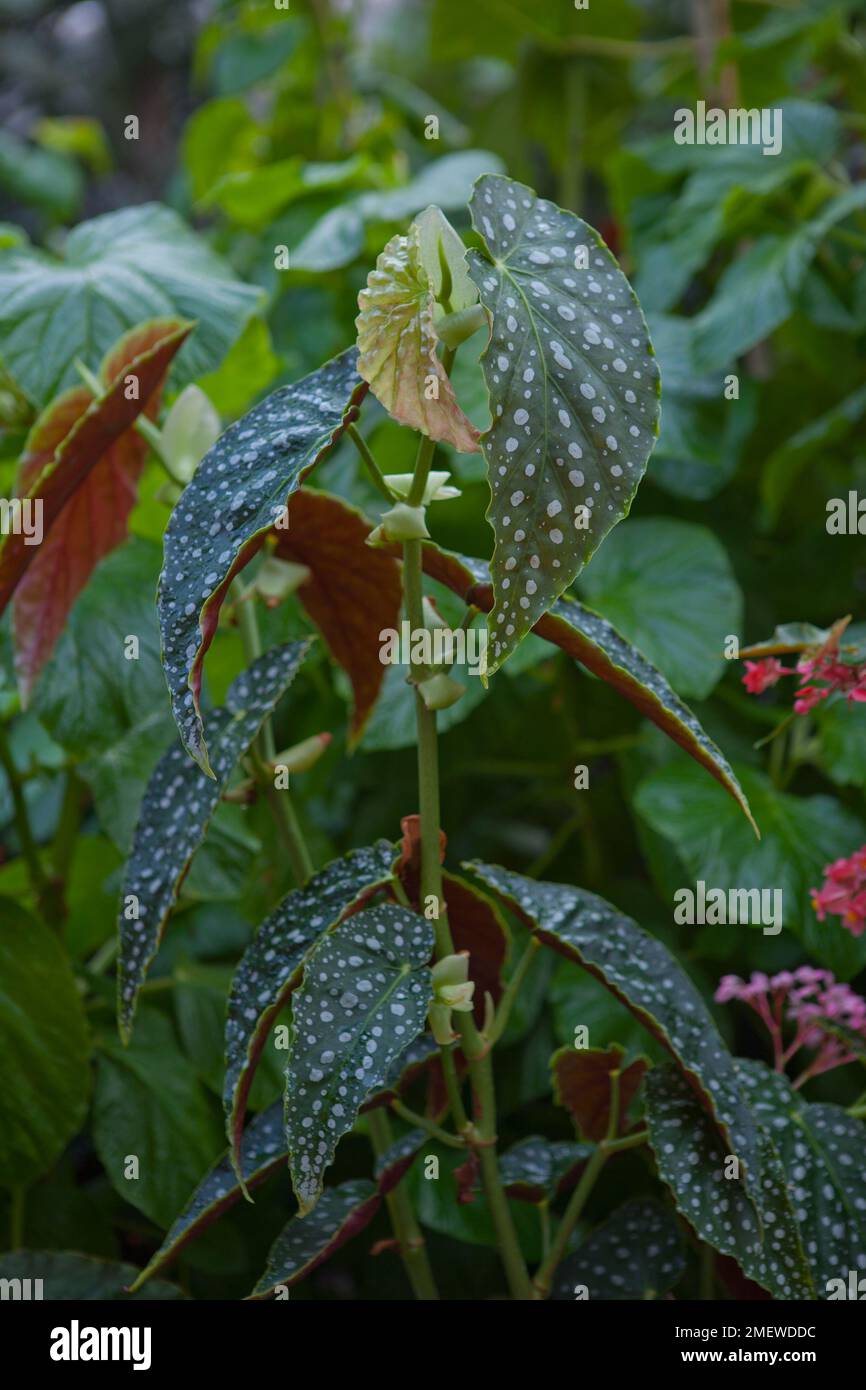 Begonia 'Barbara Parker' Stock Photo - Alamy