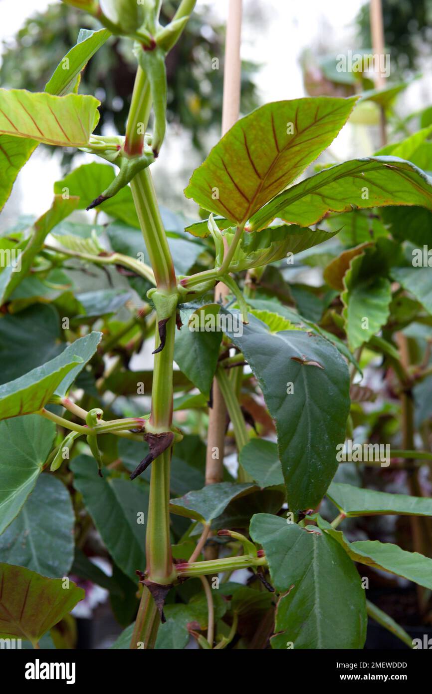 Begonia angularis hi-res stock photography and images - Alamy