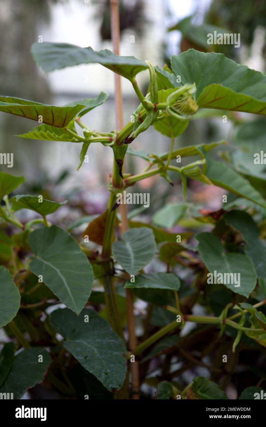 Begonia angularis hi-res stock photography and images - Alamy