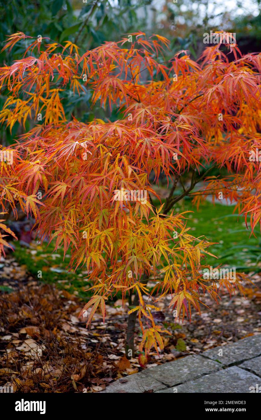 Acer davidii 'Serpentine' Stock Photo - Alamy