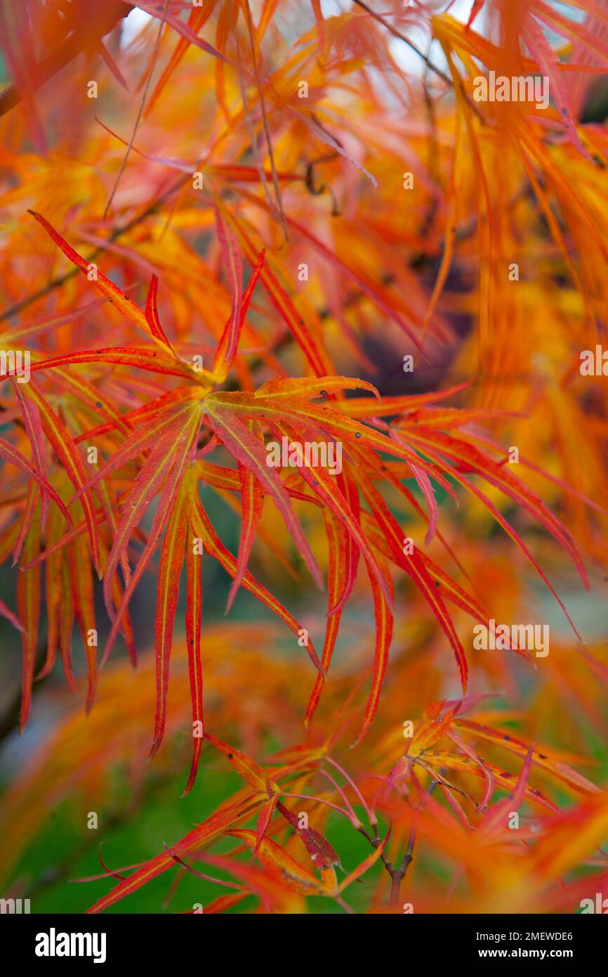 Acer davidii “serpentine hi-res stock photography and images - Alamy