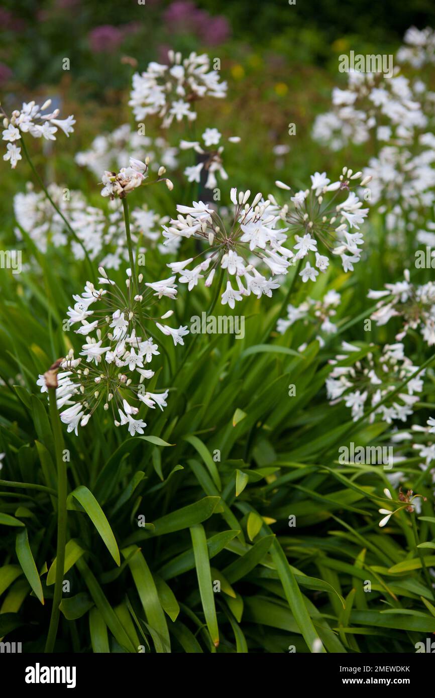 Agapanthus campanulatus var albidus Stock Photo - Alamy