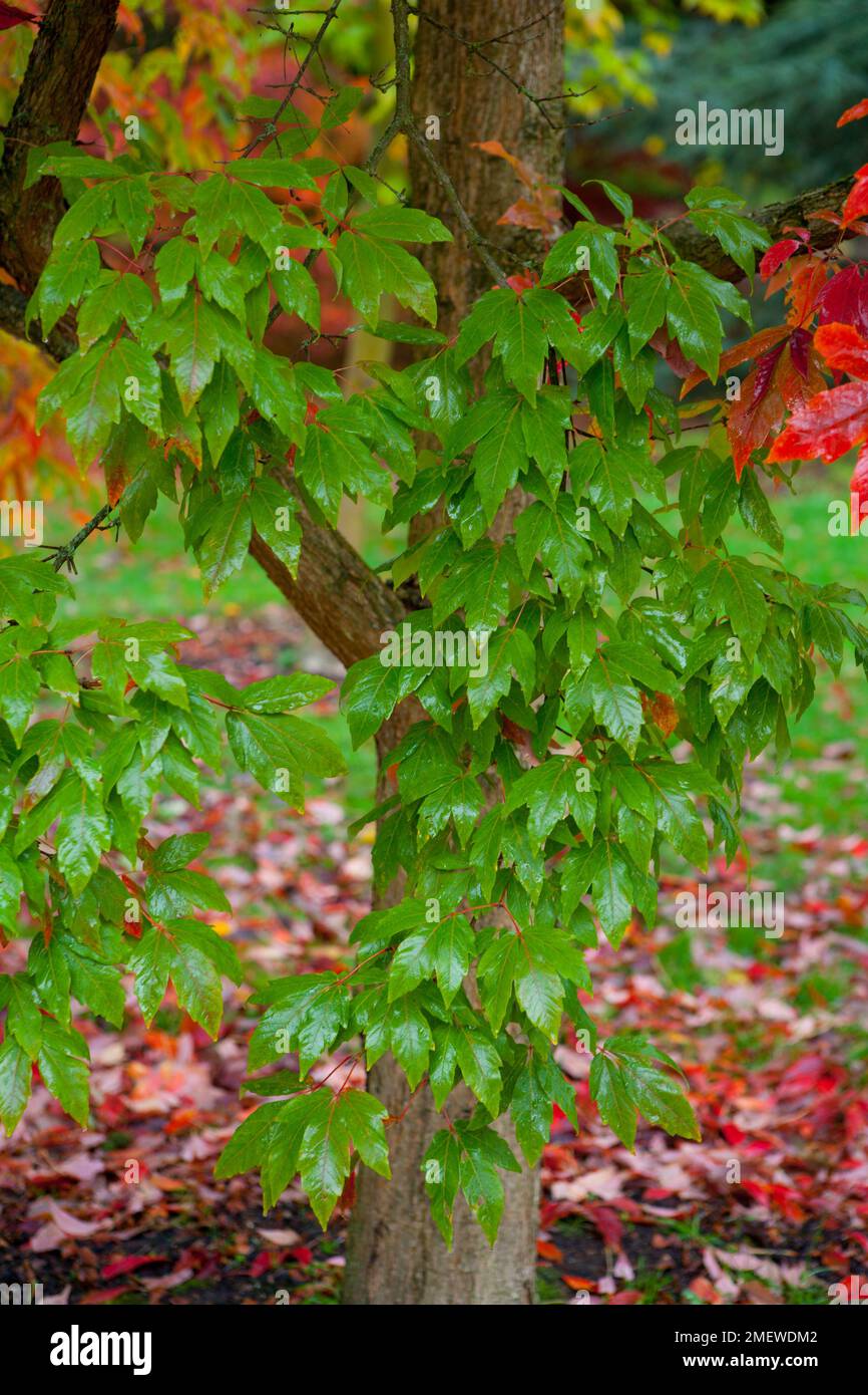 Acer triflorum hi-res stock photography and images - Alamy