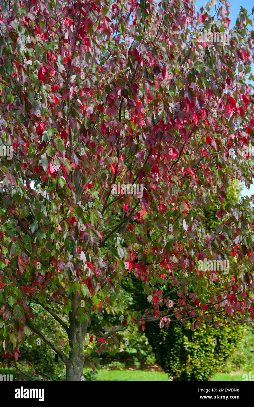 Acer rubrum Red Sunset 'Franksred' Stock Photo - Alamy