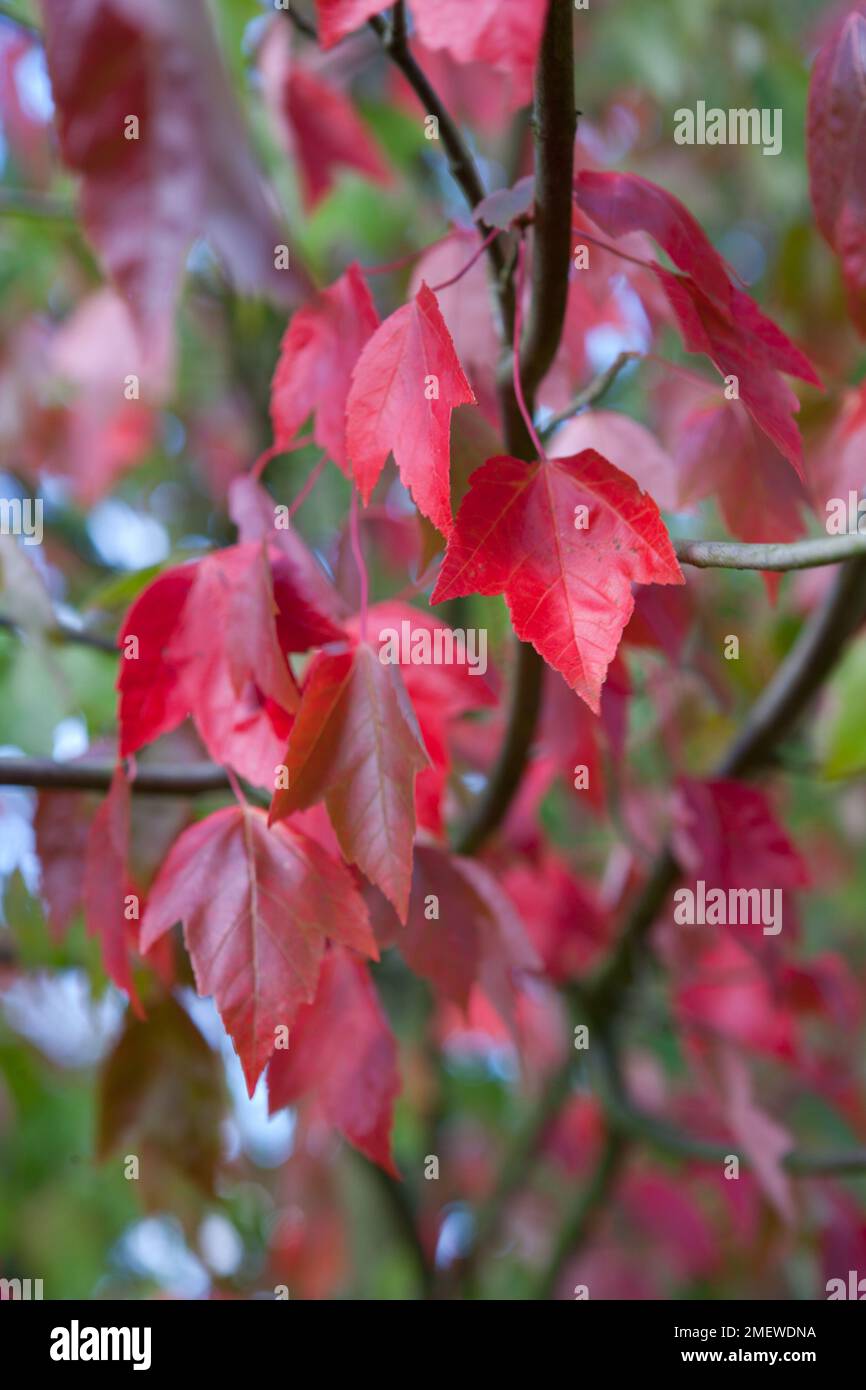 Acer rubrum Red Sunset 'Franksred' Stock Photo - Alamy