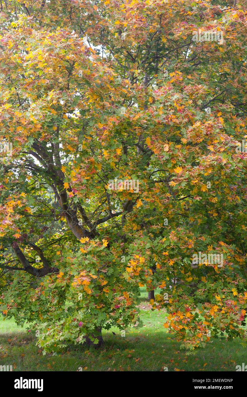 Acer platanoides 'Palmatifidum' Stock Photo - Alamy