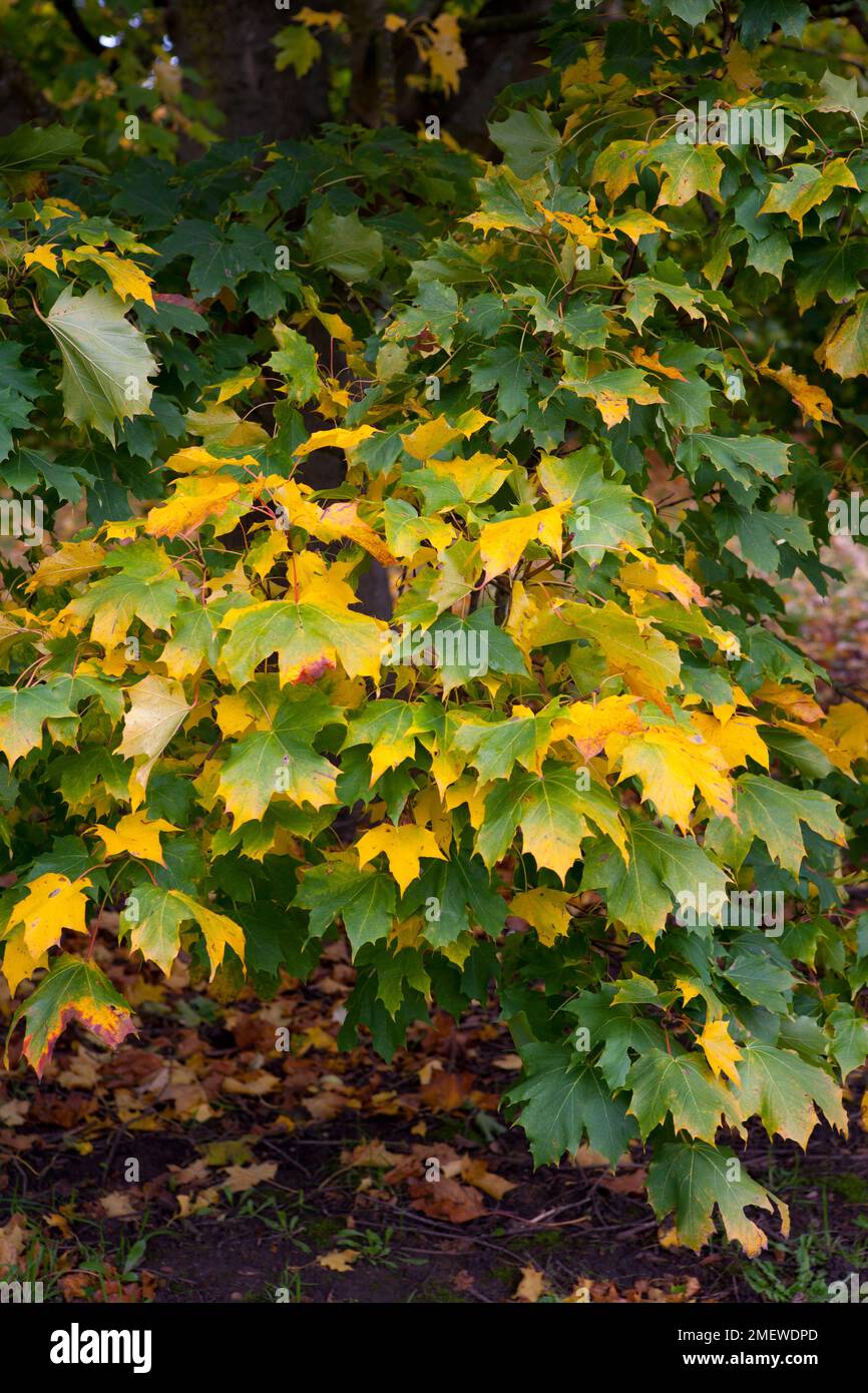 Acer platanoides 'Olmsted' Stock Photo - Alamy