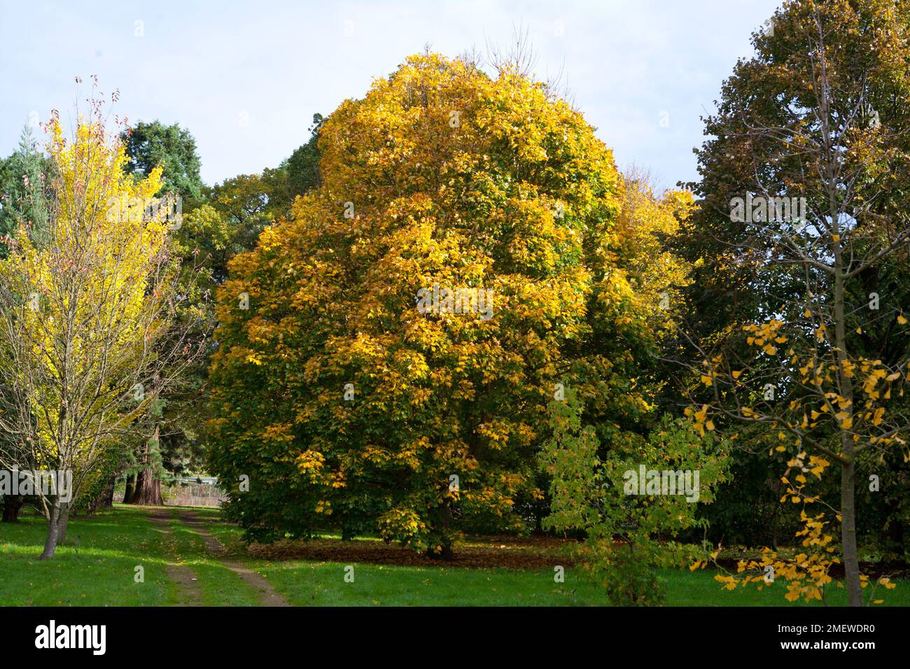 Acer platanoides 'Olmsted' Stock Photo - Alamy