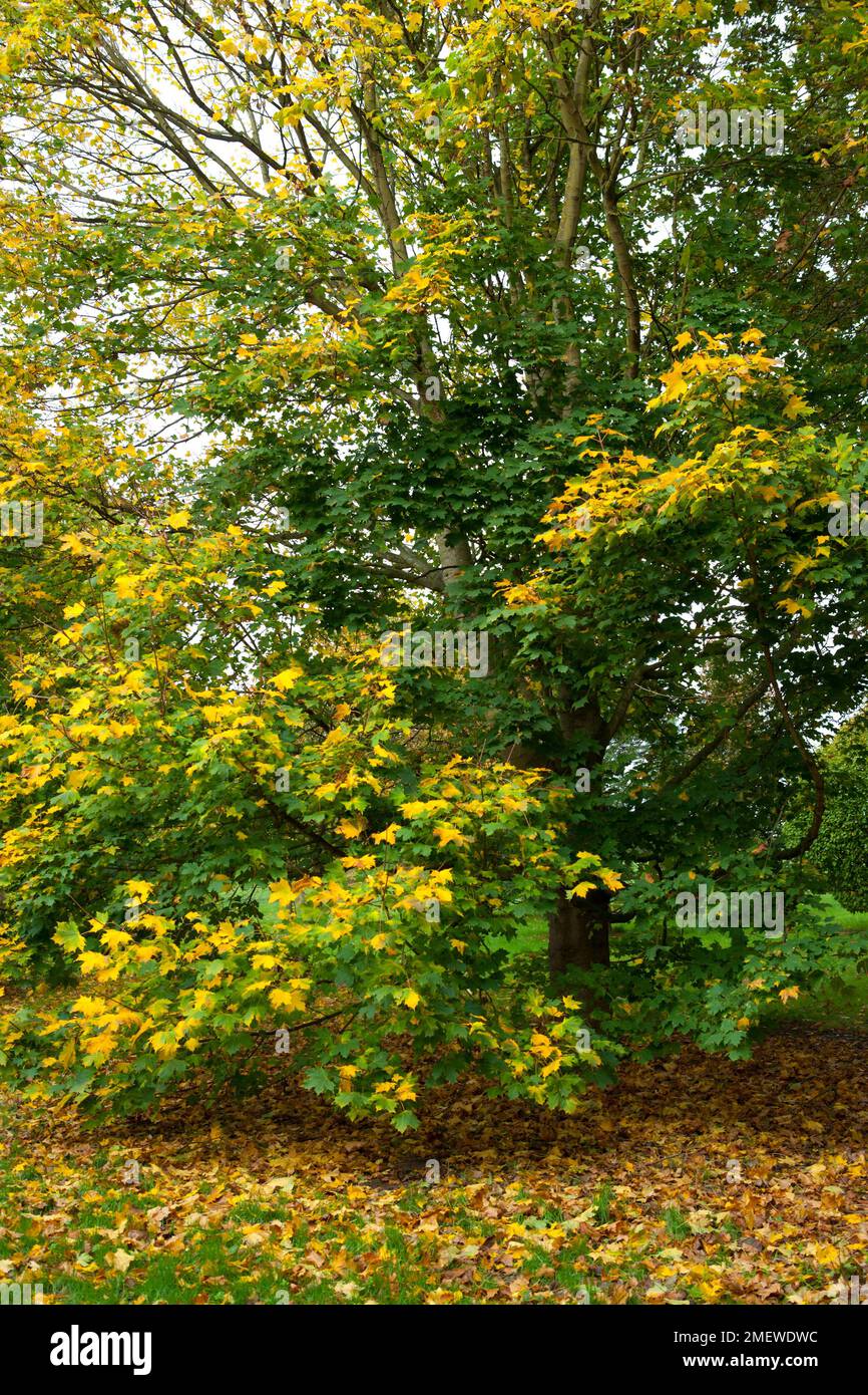 Acer platanoides 'Columnare' Stock Photo - Alamy