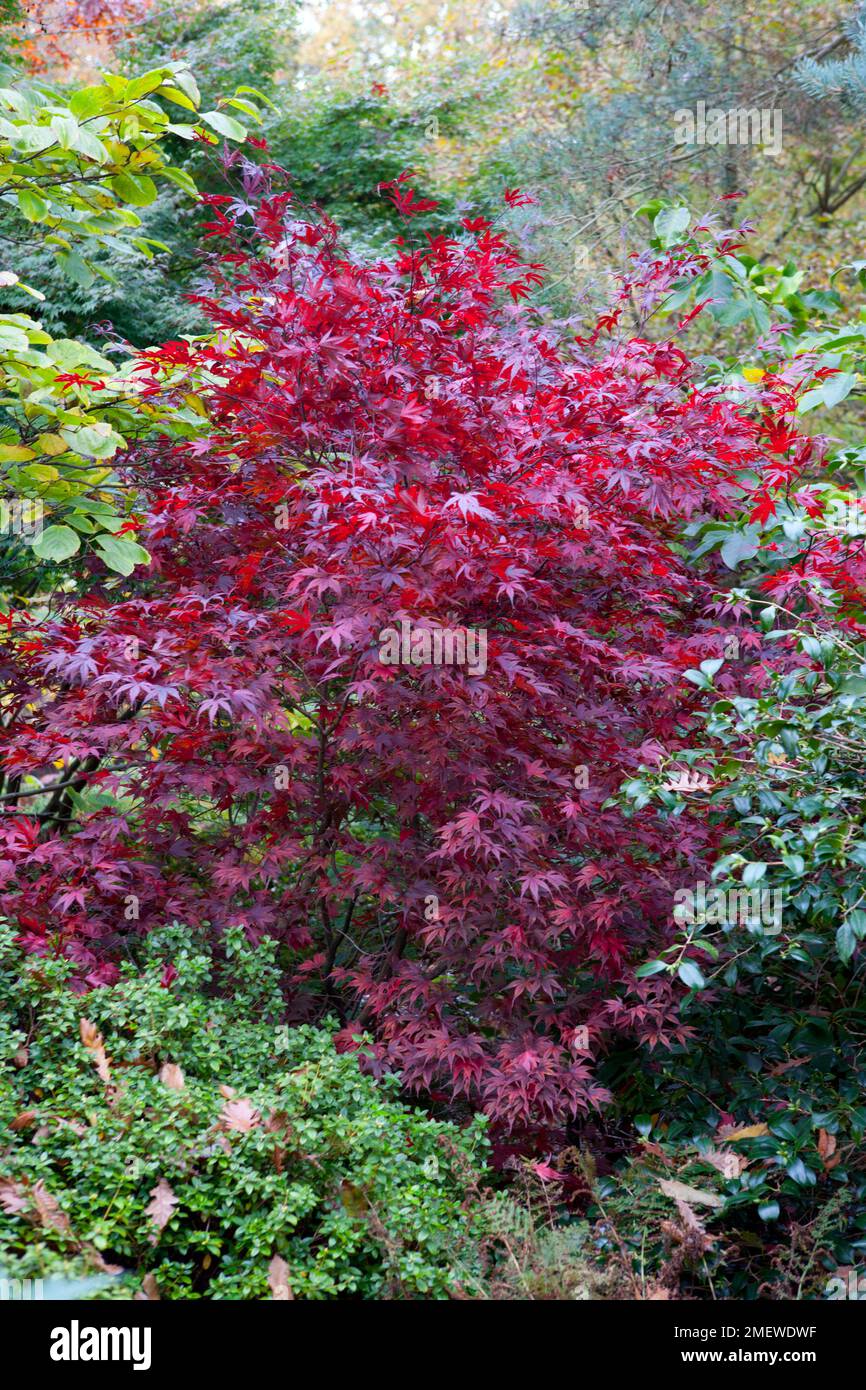 Pentaphyllum hi-res stock photography and images - Alamy