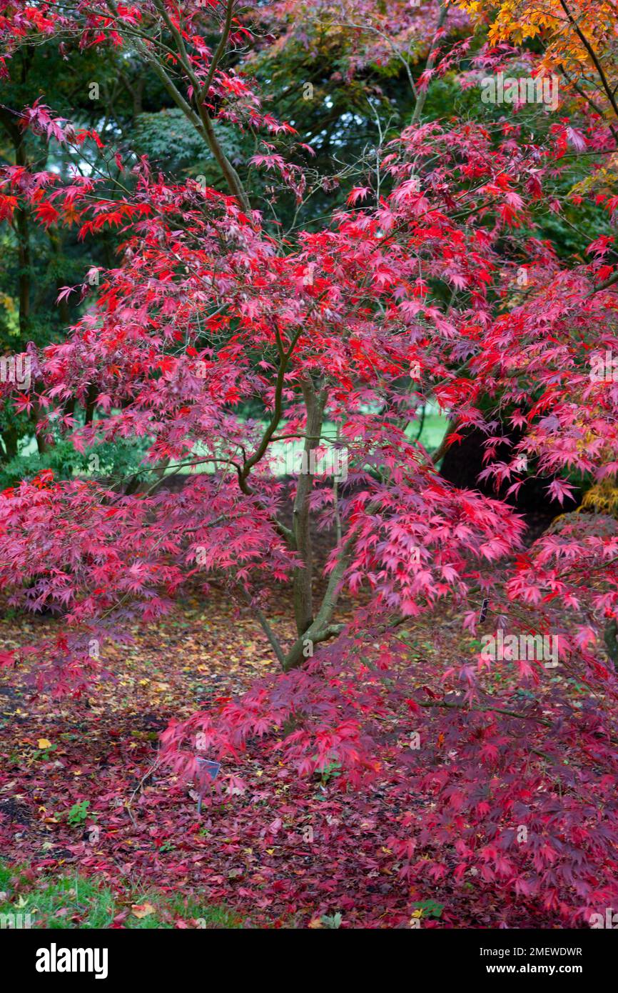 Acer palmatum 'Sherwood Flame' Stock Photo - Alamy