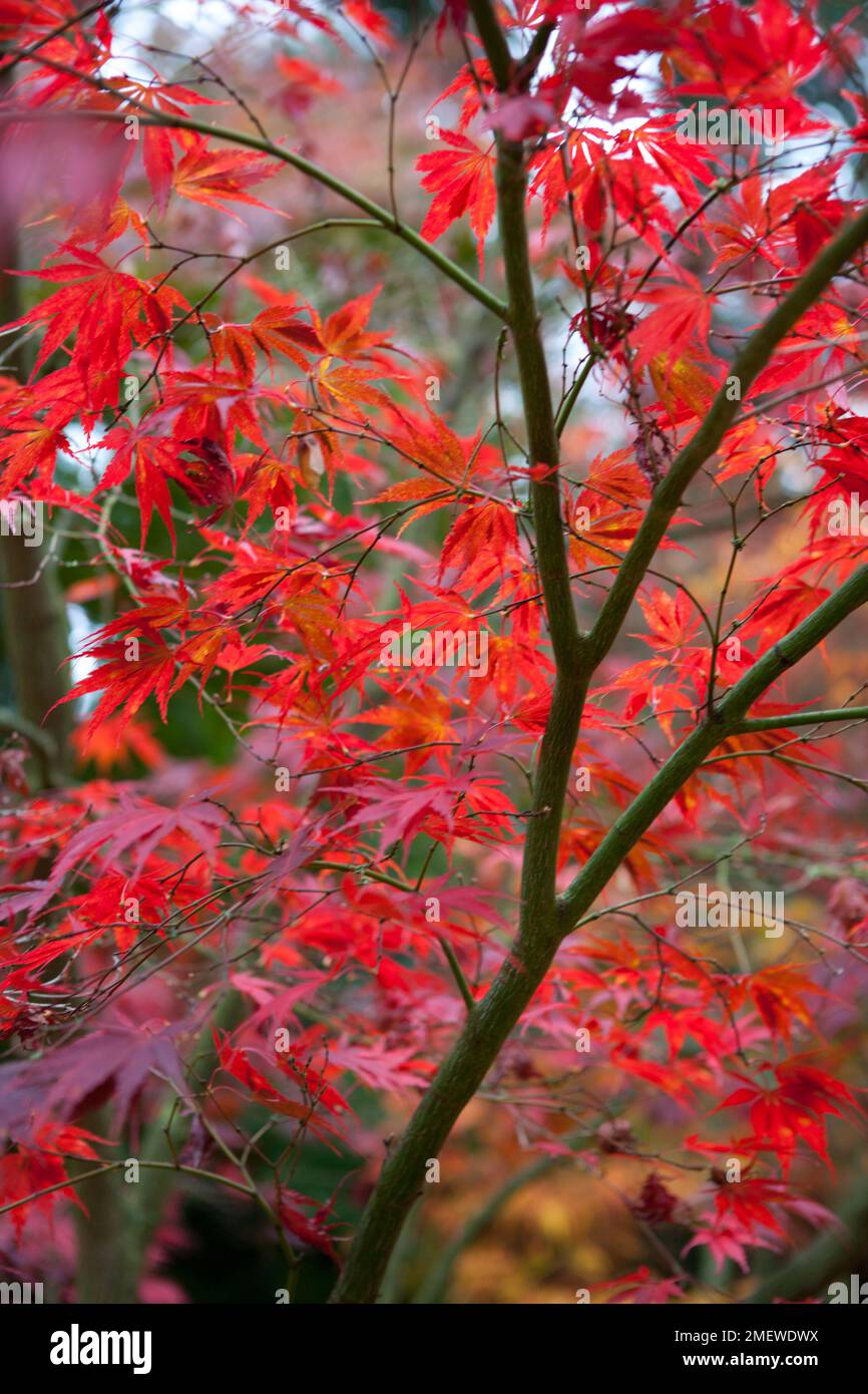 Acer palmatum 'Sherwood Flame' Stock Photo - Alamy