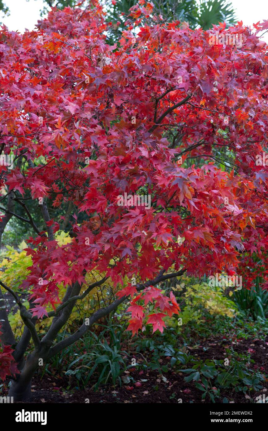 Acer palmatum 'Osakazuki' Stock Photo - Alamy
