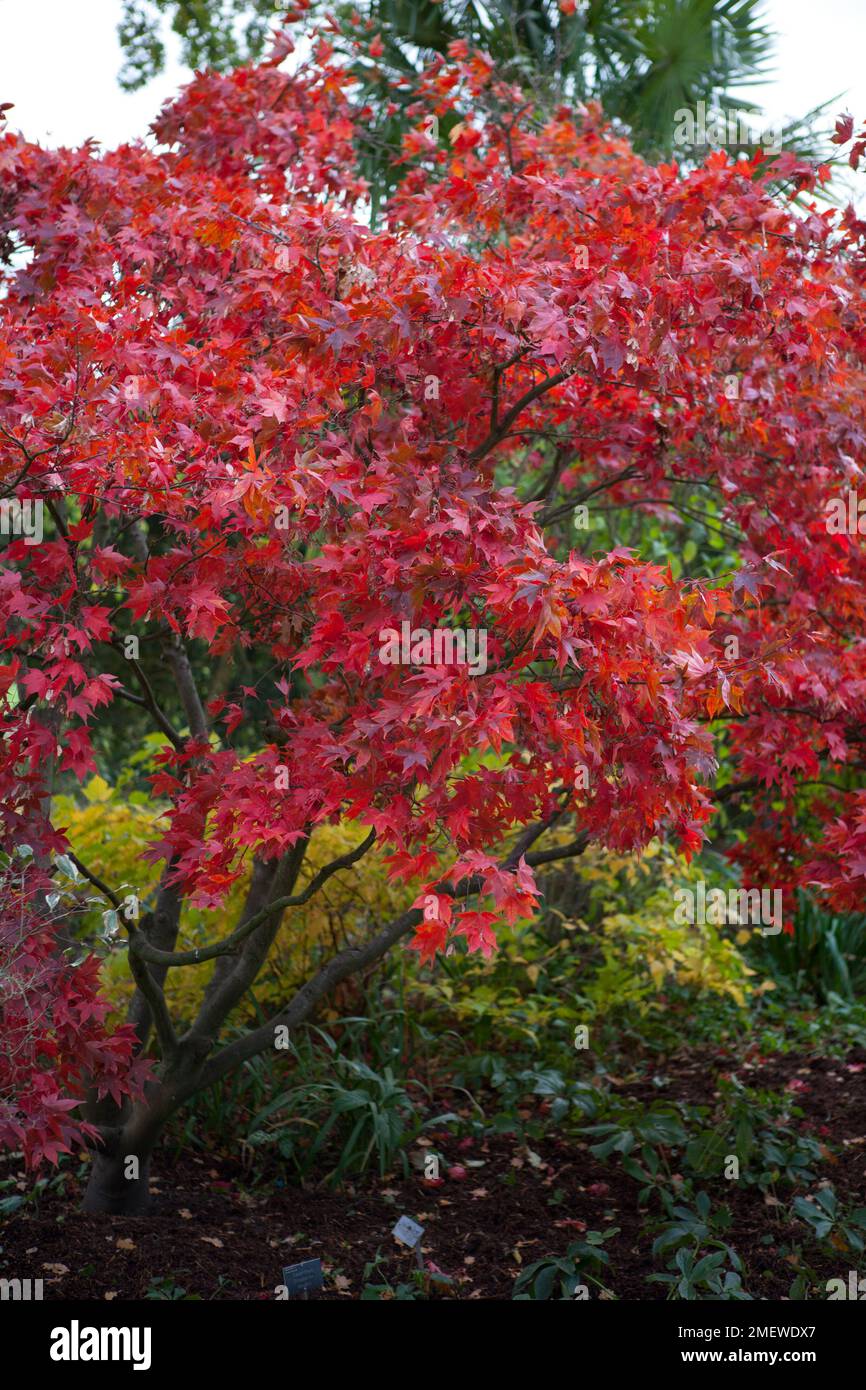 Acer palmatum 'Osakazuki' Stock Photo - Alamy