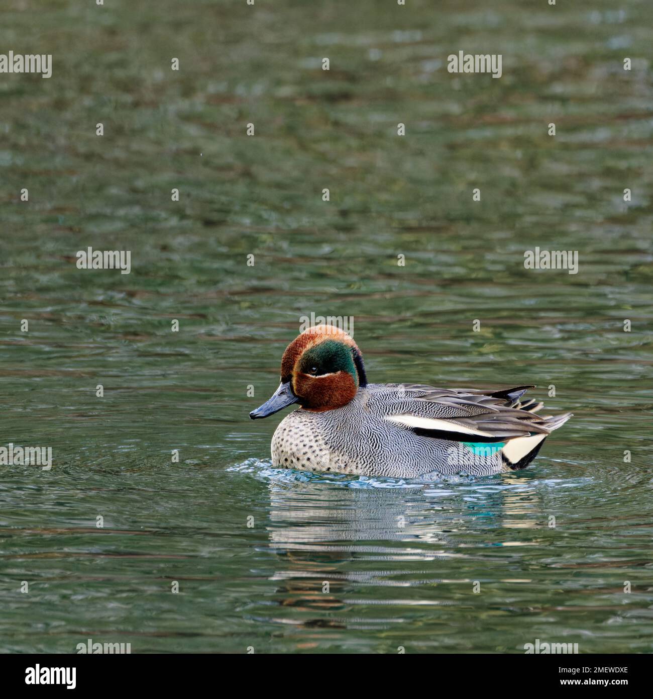 Male Teal (Anas crecca) on water Stock Photo - Alamy