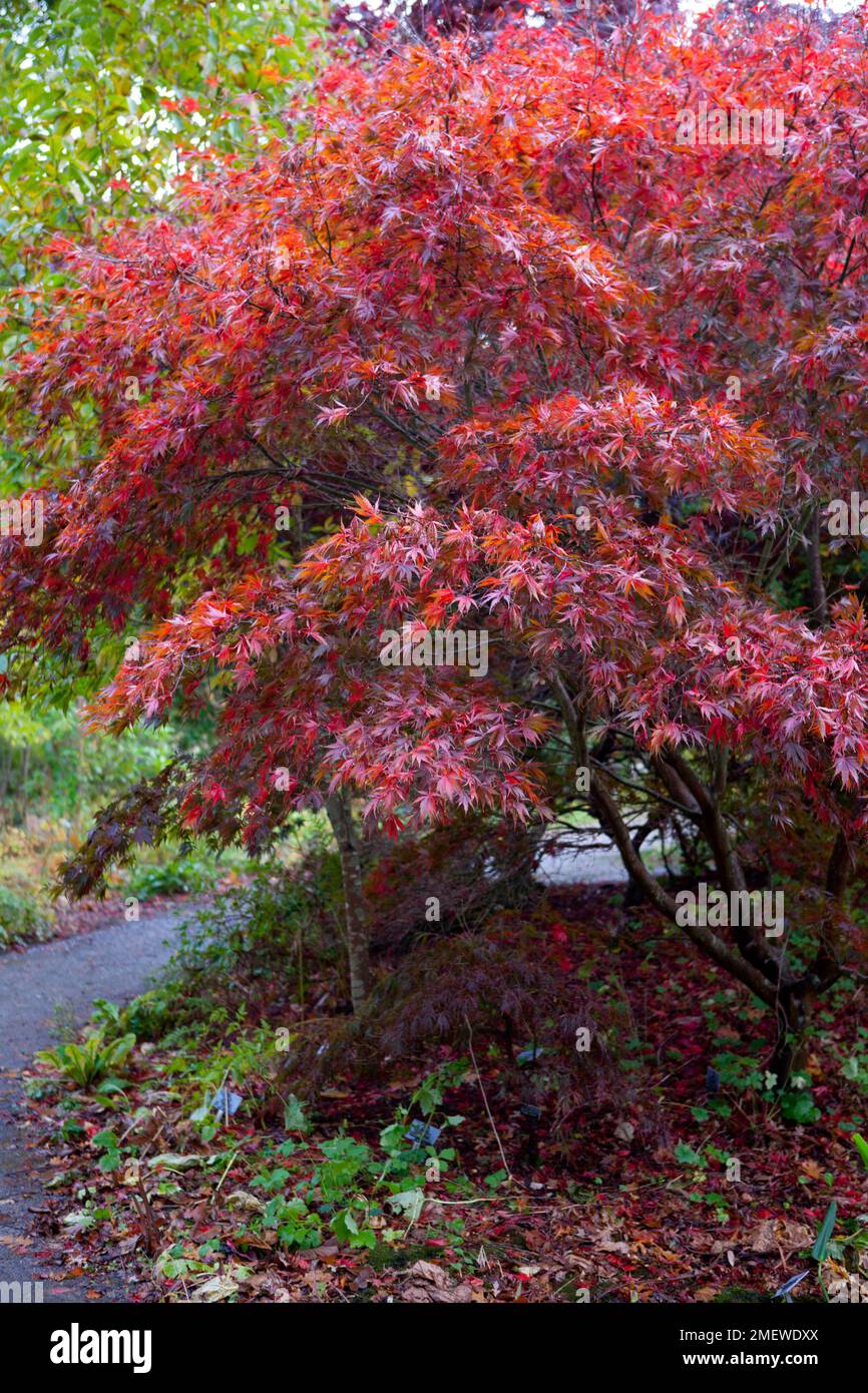Acer palmatum 'Burgundy Lace' Stock Photo - Alamy