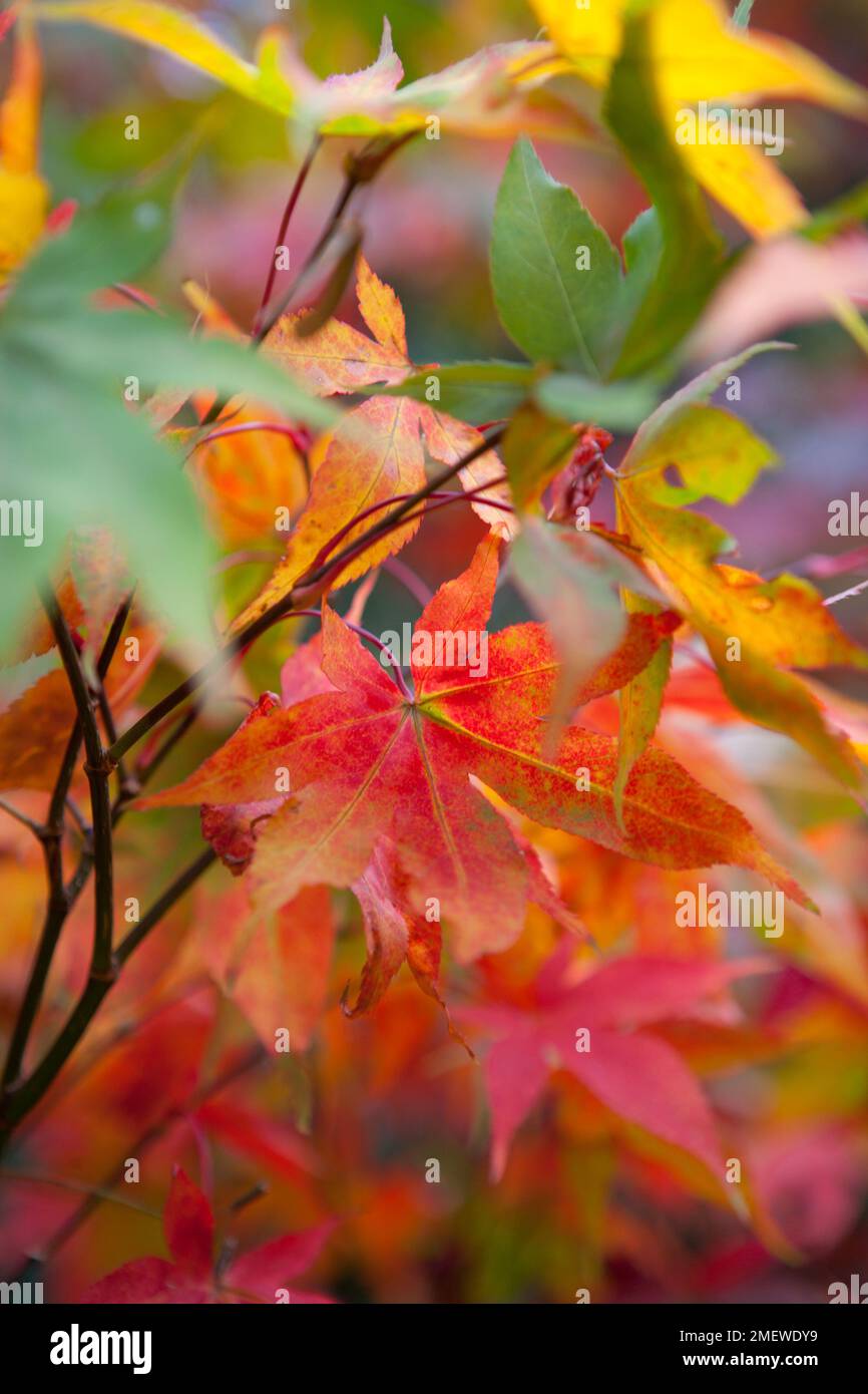 Acer palmatum var. dissectum 'Inaba-shidare' Stock Photo - Alamy