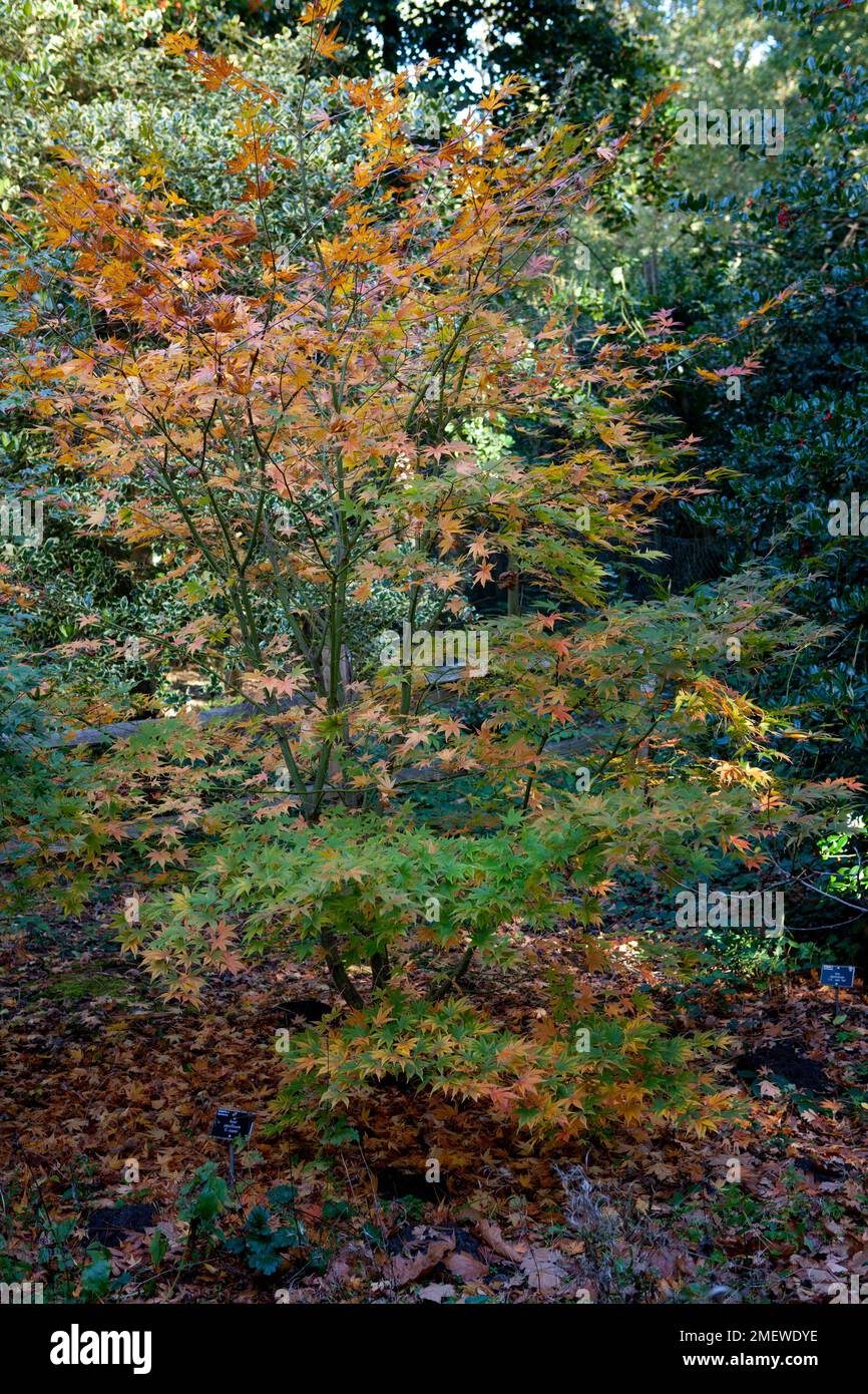 Acer japonicum 'O-isami' Stock Photo - Alamy