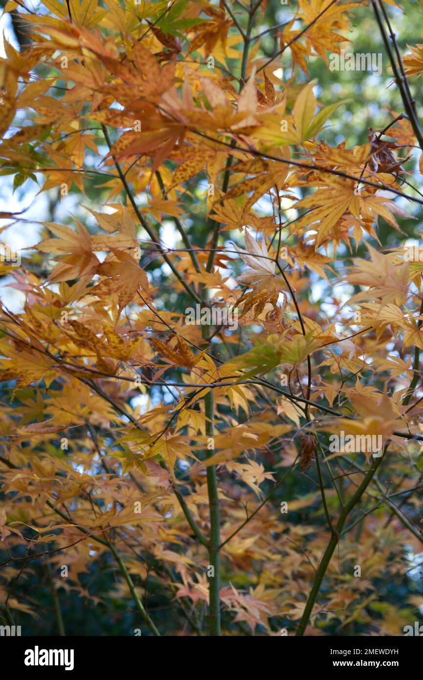Acer japonicum 'O-isami' Stock Photo - Alamy