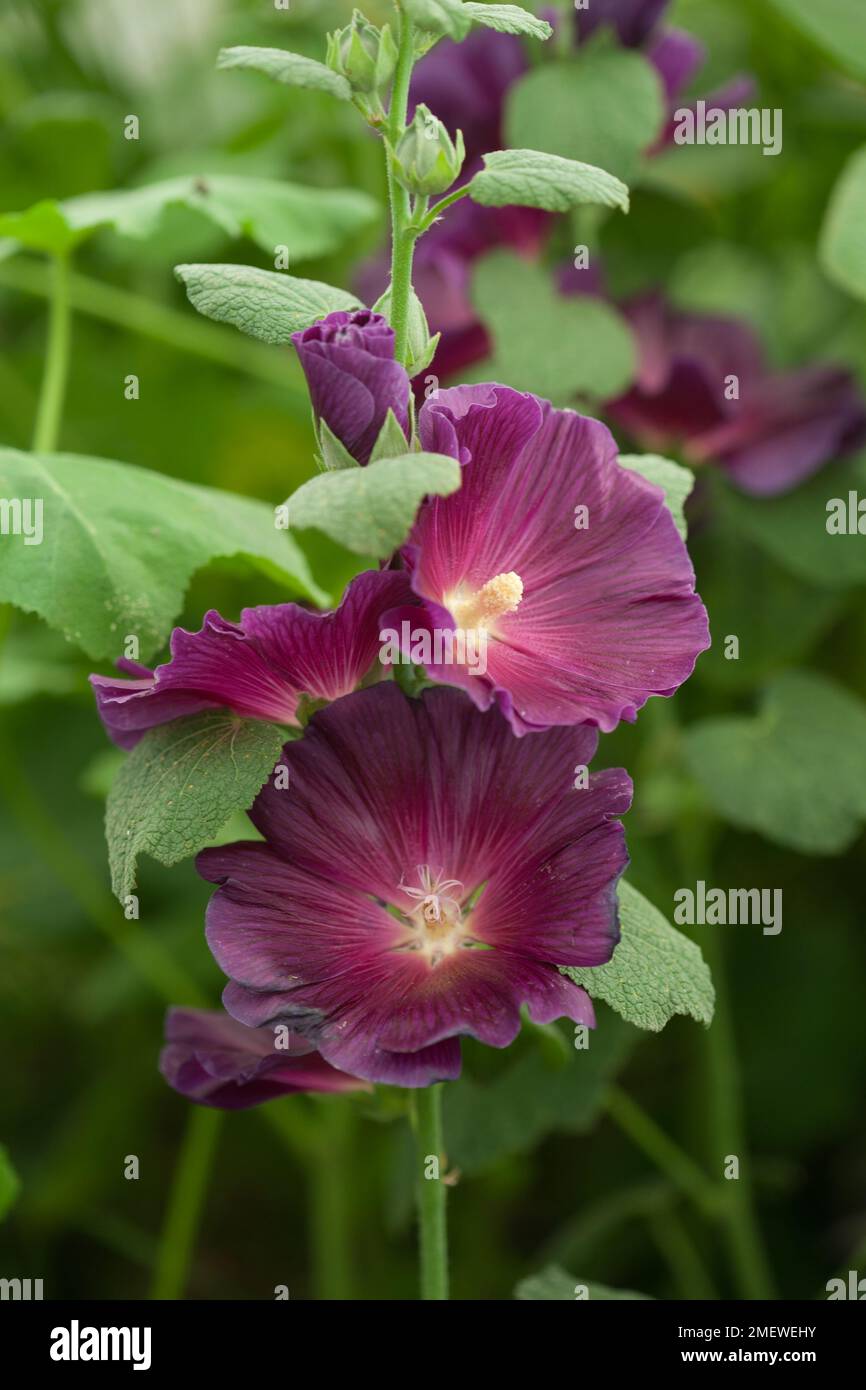 Alcea 'Halo Lavender' Stock Photo - Alamy