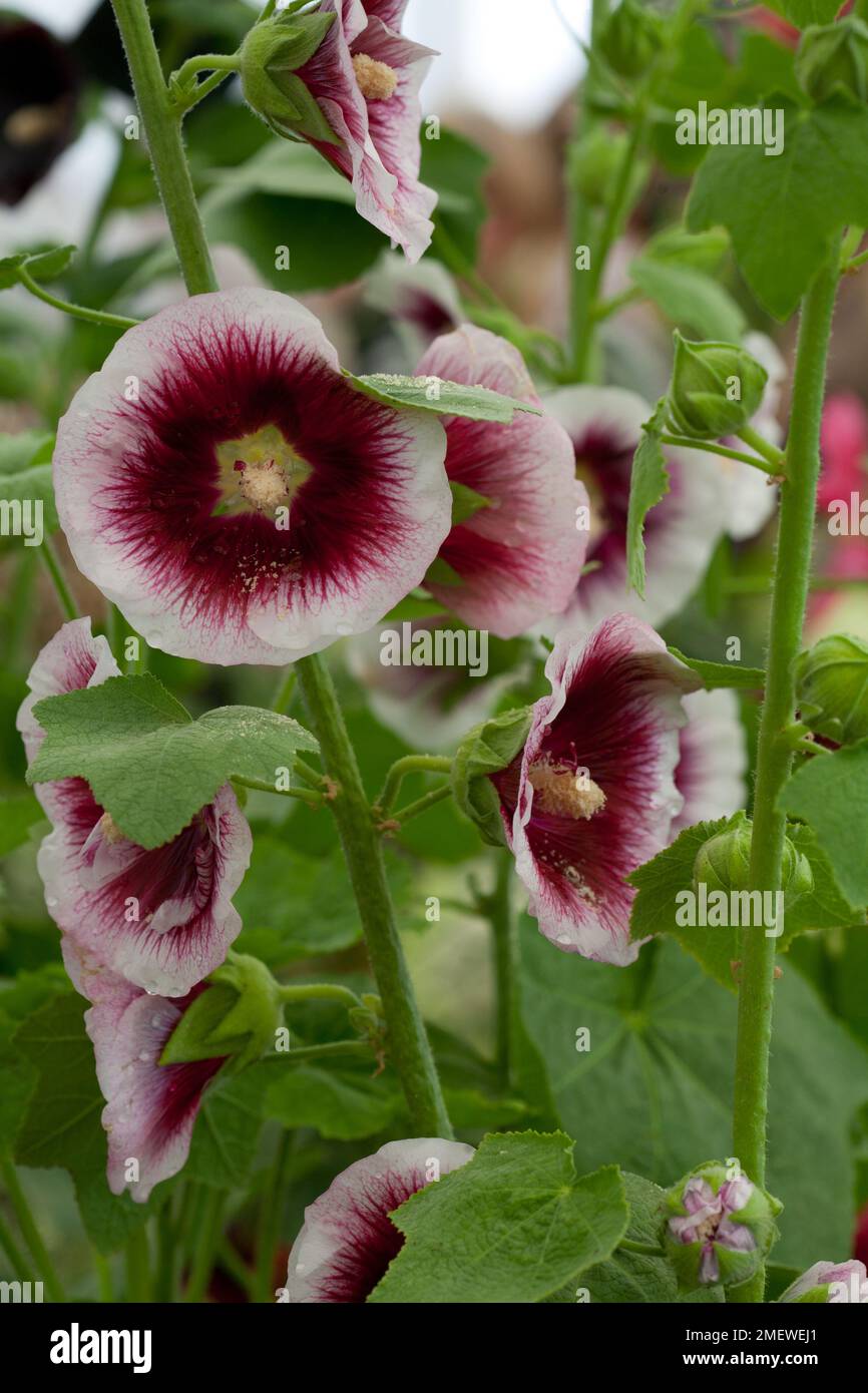 Creme nature hi-res stock photography and images - Alamy